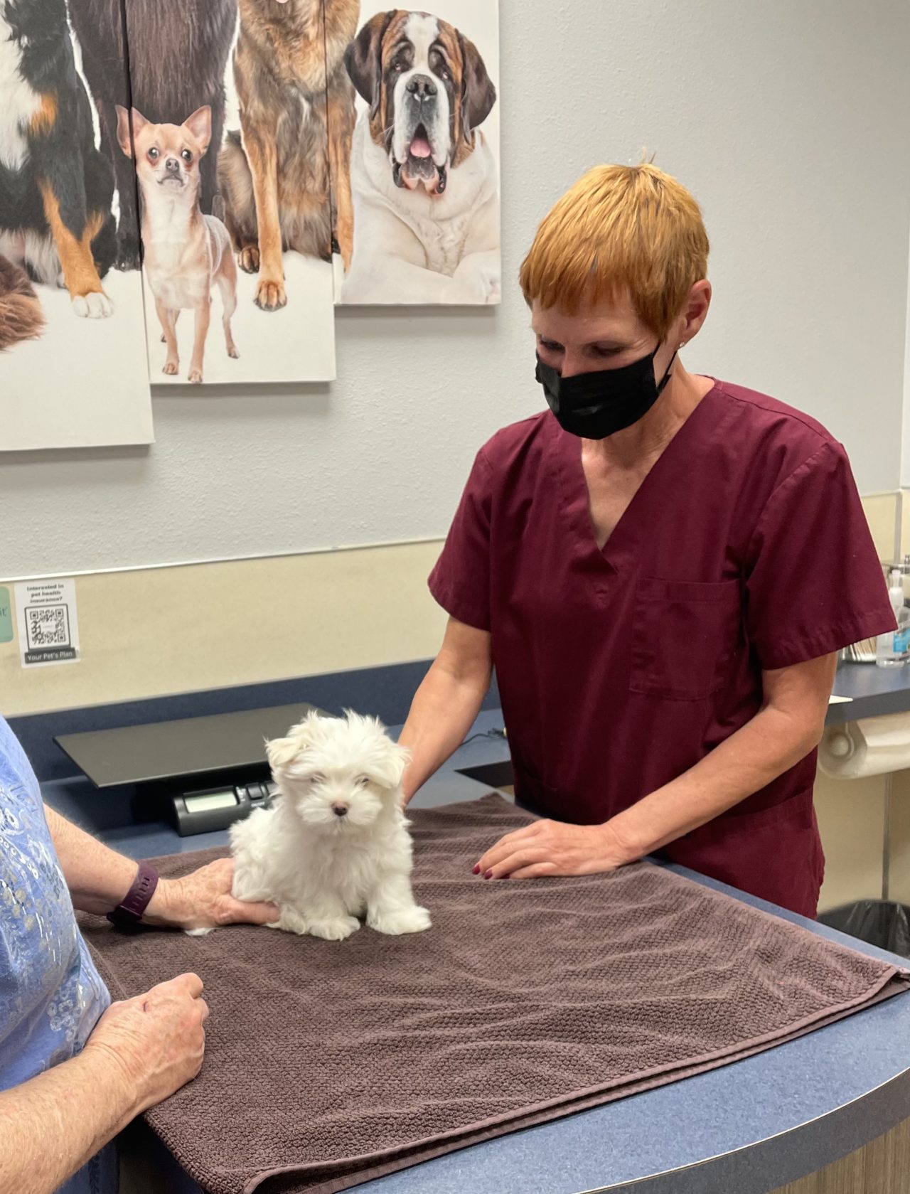 Veterinary Hospital In Forest Grove, OR | Forest Grove Veterinary Clinic